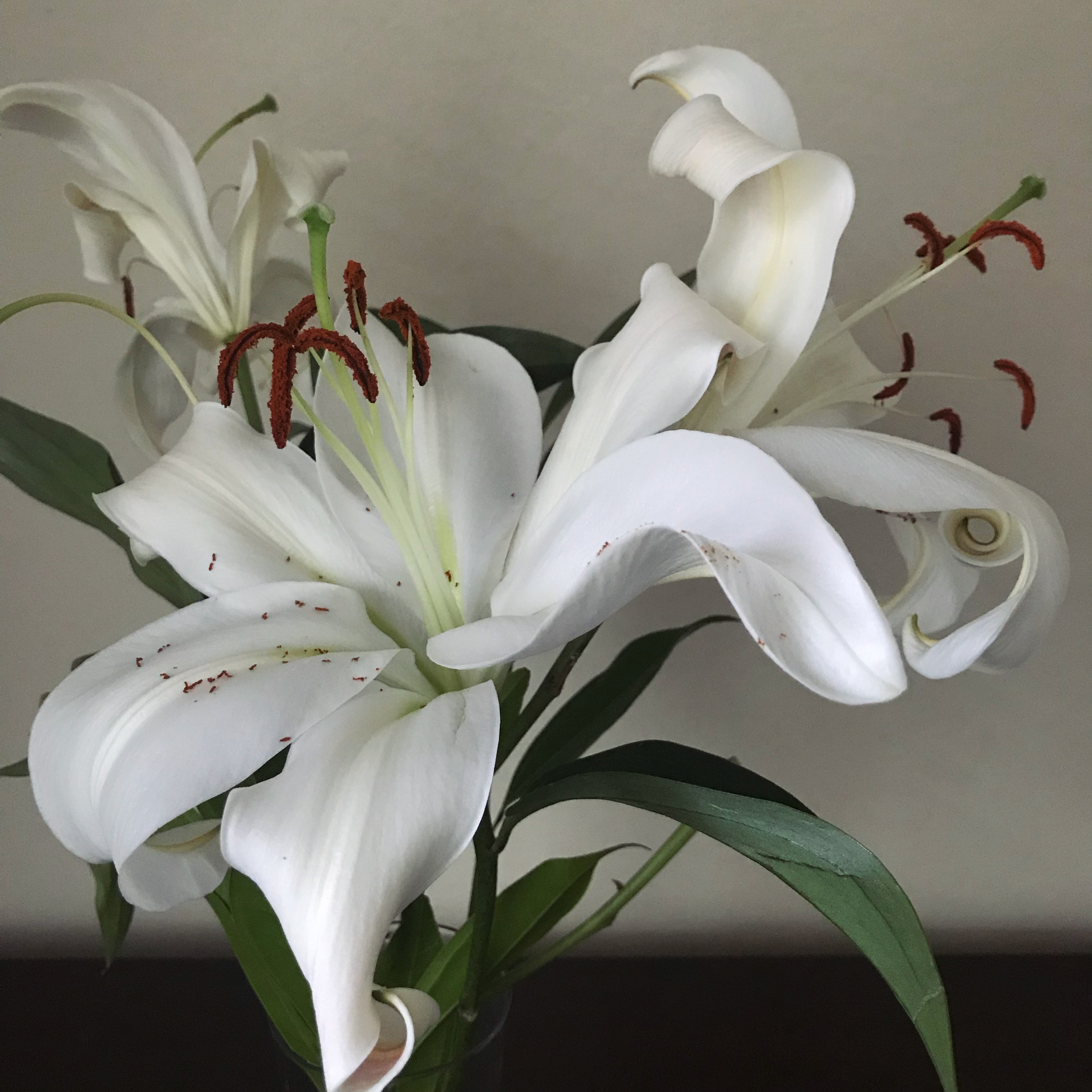 Perfume Note: Lily – Scent Appreciation