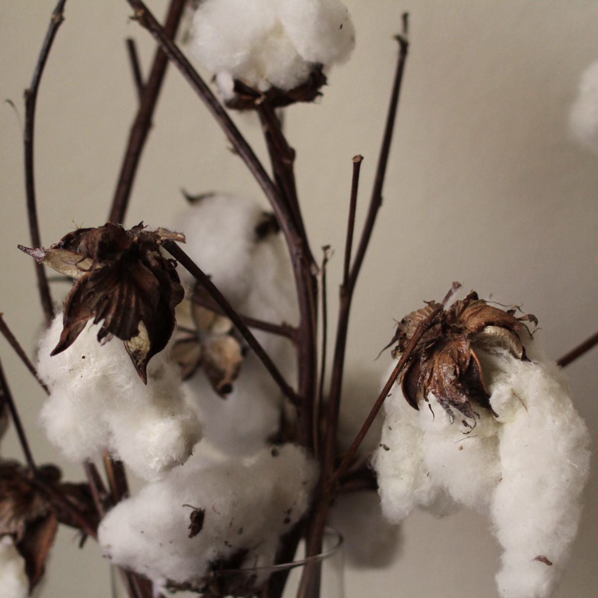 The Scent of Cotton – Scent Appreciation