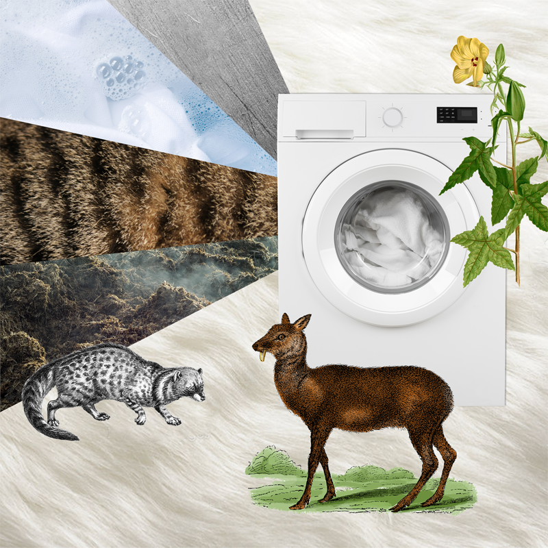 Perfume Material: Musk – Scent Appreciation