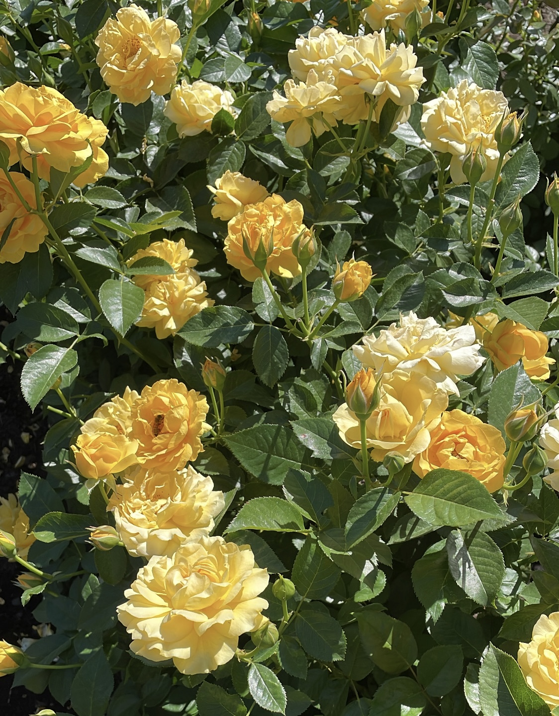 Natural vs. Synthetic Perfumery: How to Make a Rose – Scent Appreciation